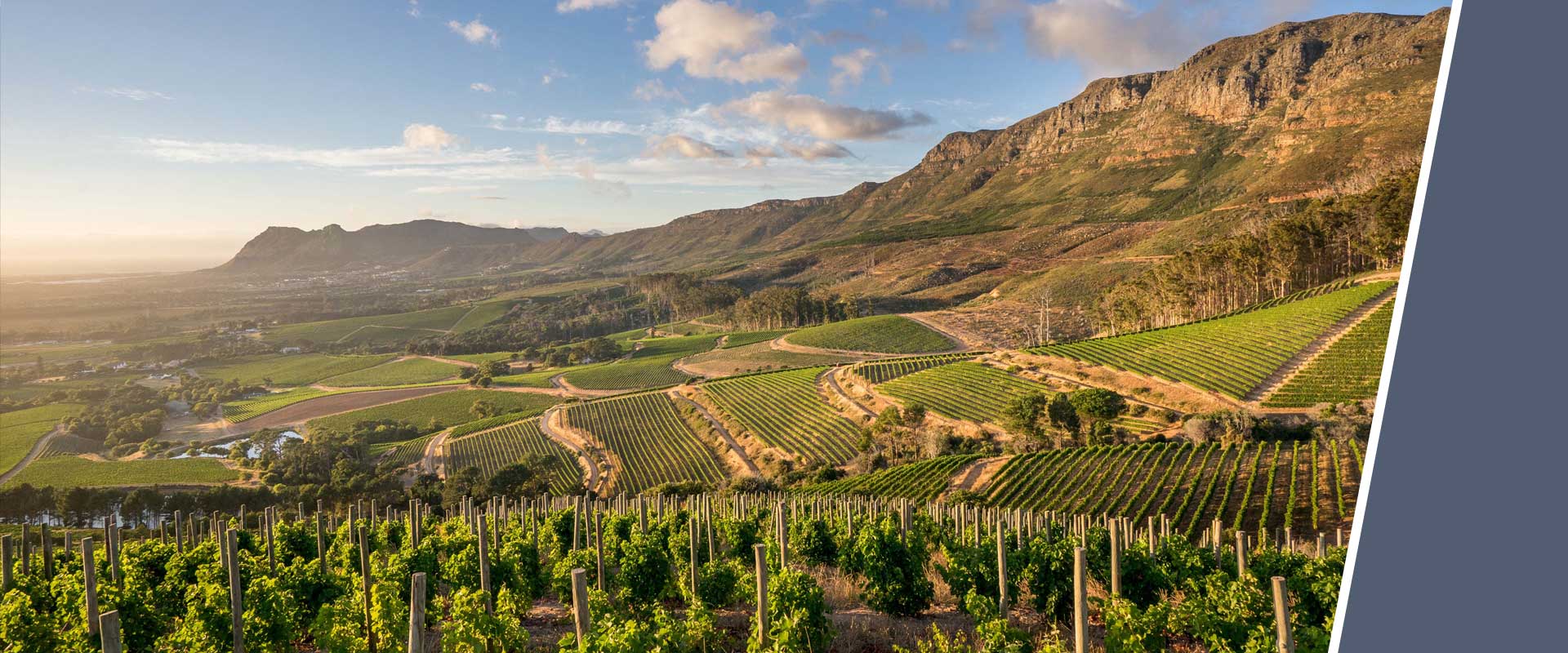 Constantia South Africa Wines – Buy Premium Wines Online | CAPREO